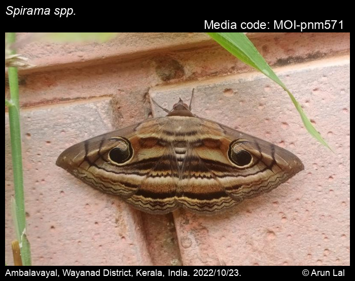 Spirama spp. | Moths